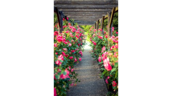 A pergola of roses (1847) – Salesian Bulletin Online